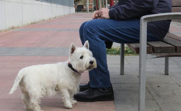 La lucha de 'Cachas': el juicio por la custodia de un perro en España ...