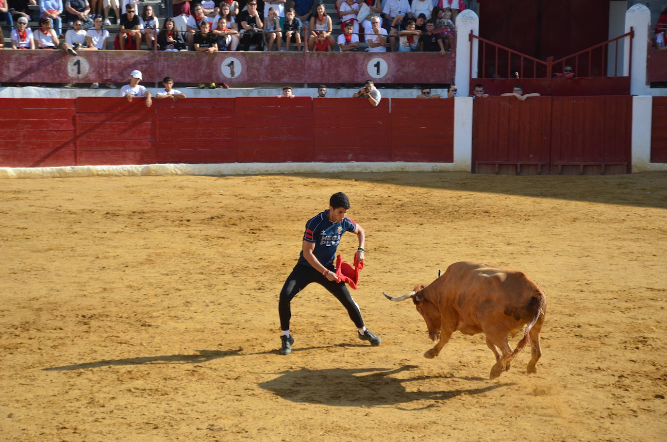 Fotos: Los toros, protagonistas del último encierro de Calahorra | La Rioja