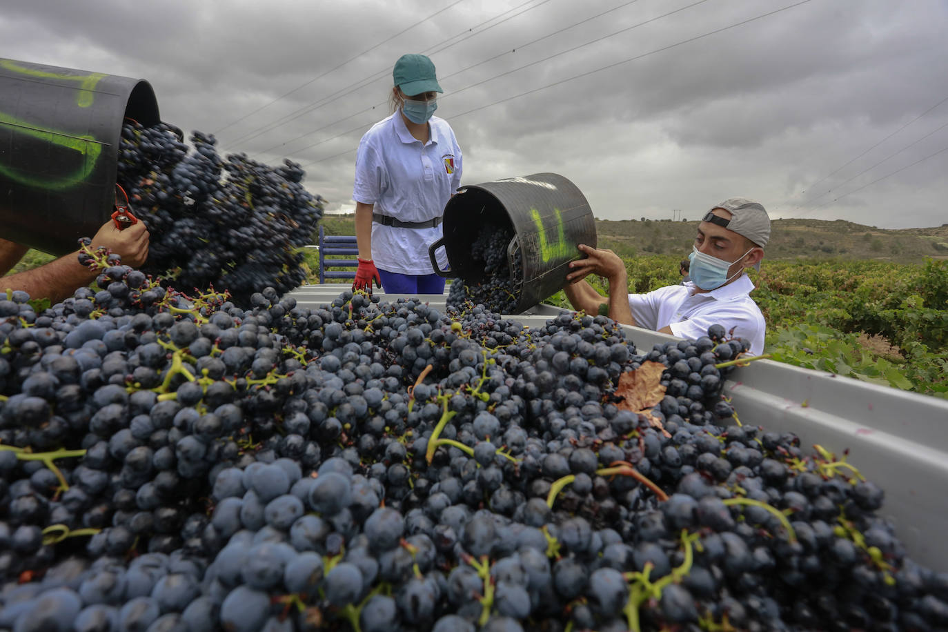 Cuatro Riojas, entre los 100 mejores vinos del año para James Suckling ...
